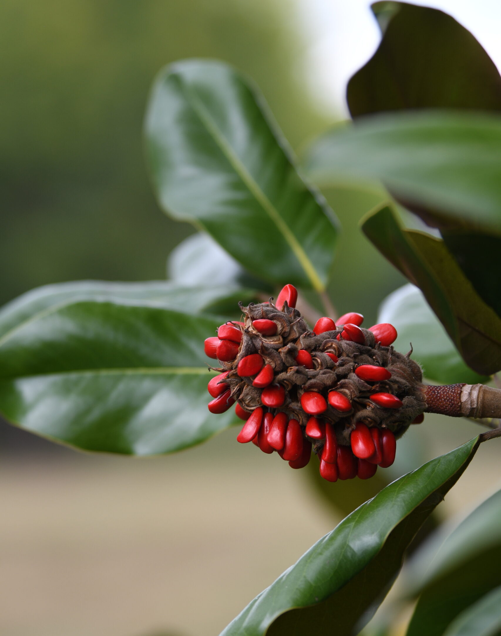 Drug and Alcohol Abuse Prevention Program | University of West Alabama